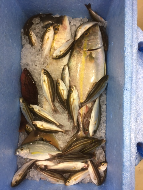 Fishing in Ito Port 2022